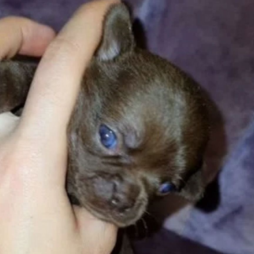 Чихуахуа, щенок