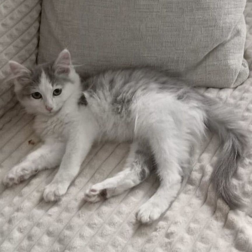 Котенок
