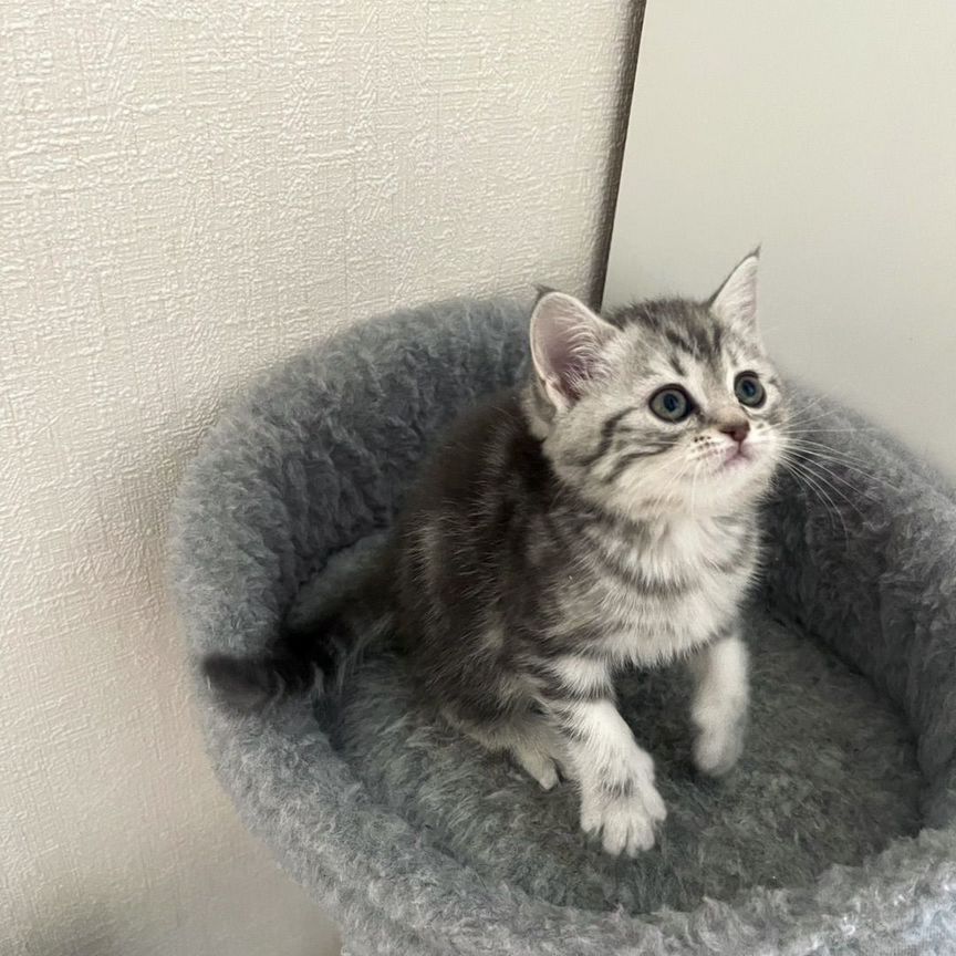 Шотландские прямоухие котята девочка