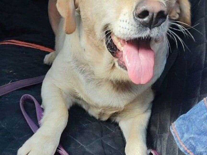 Собака в добрые руки,отдам бесплатно