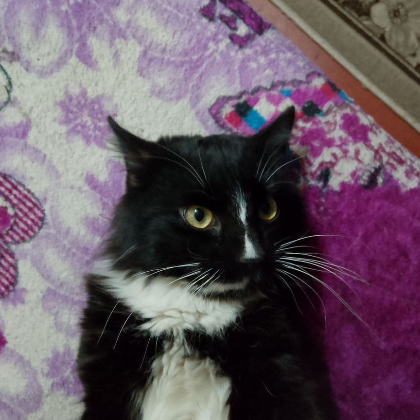 Ищем кота для кошки