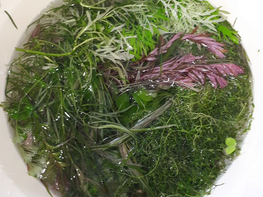 Аквариумные растения (прополка)