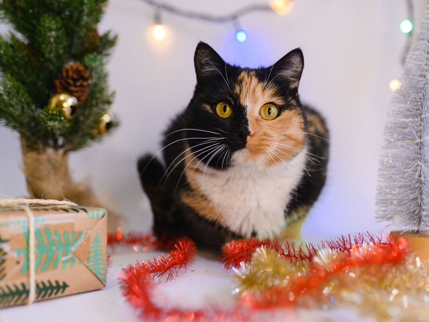 Акварелька ищет дом