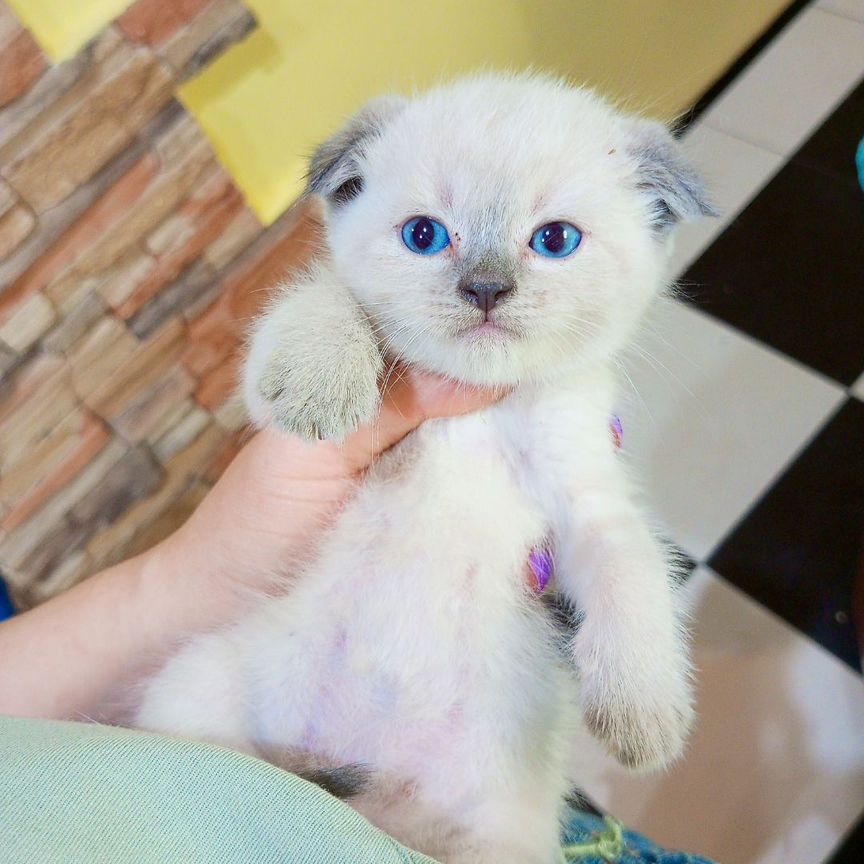 Вислоухий Хаски котенок