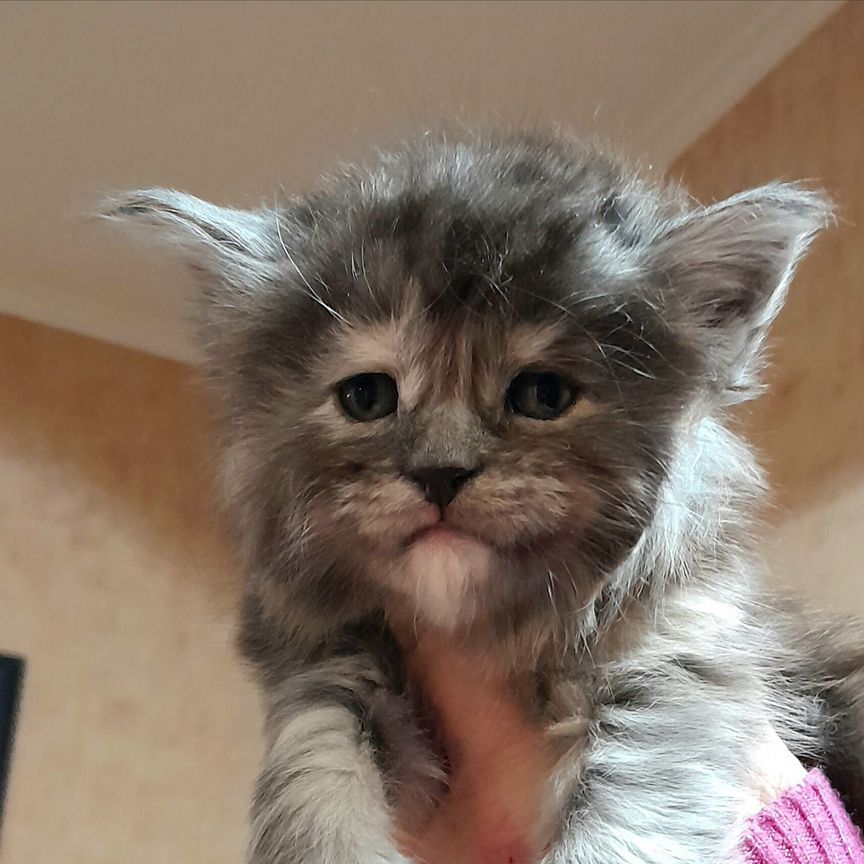 Малифисента