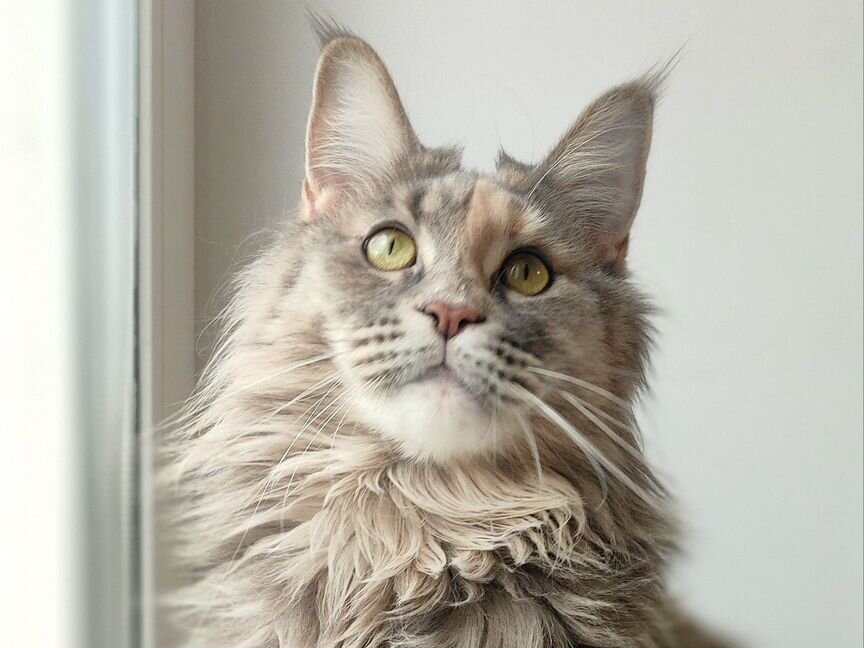 Кошка Мейн-кун