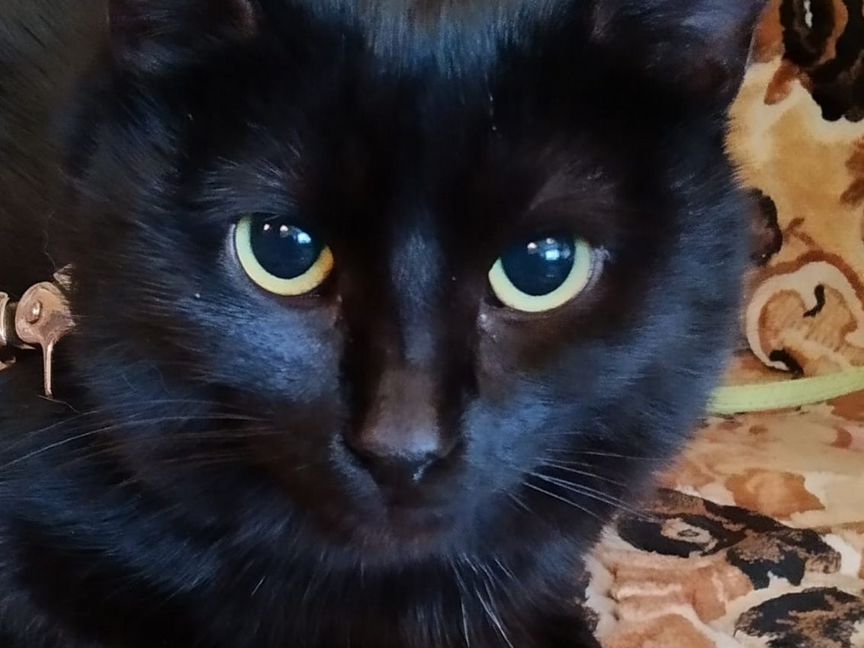 Шикарная черная пантера ищет дом