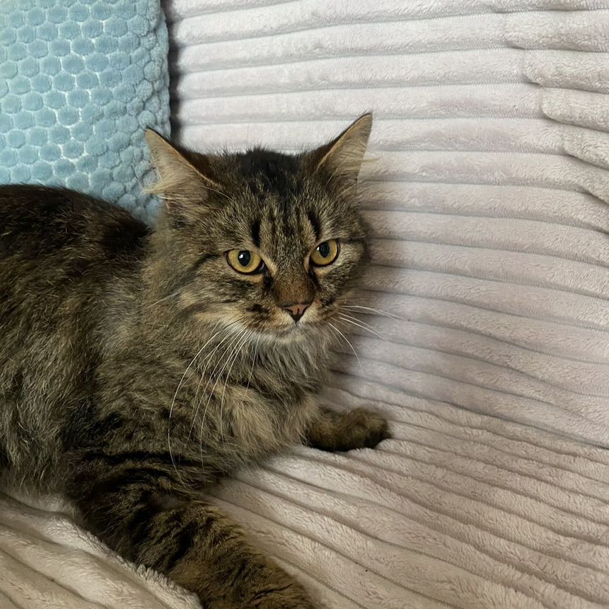 Сибирский кот