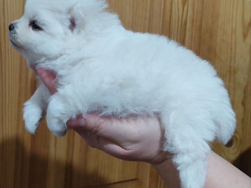 Щенок малого немецкого шпица