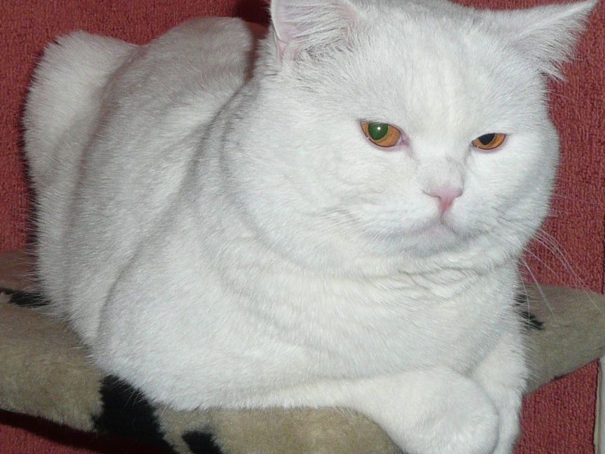 Шотландский кот вязка