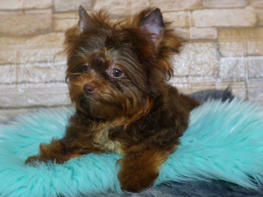 Цветной шоколадный йорк кукольный мини мальчик