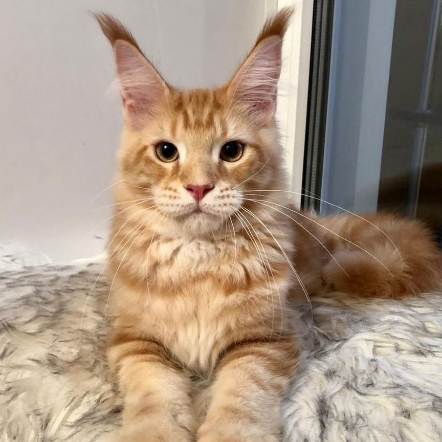 Котята мейн-кун