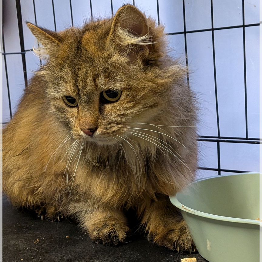 Взрослая, кошка в добрые руки