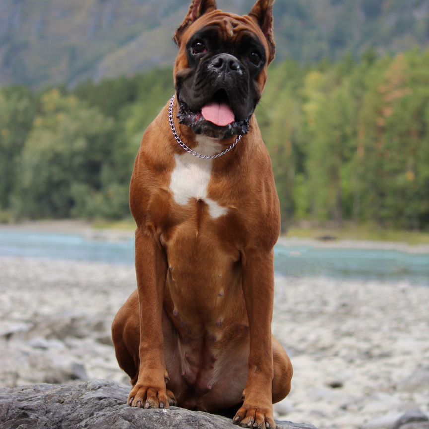 Щенки боксера