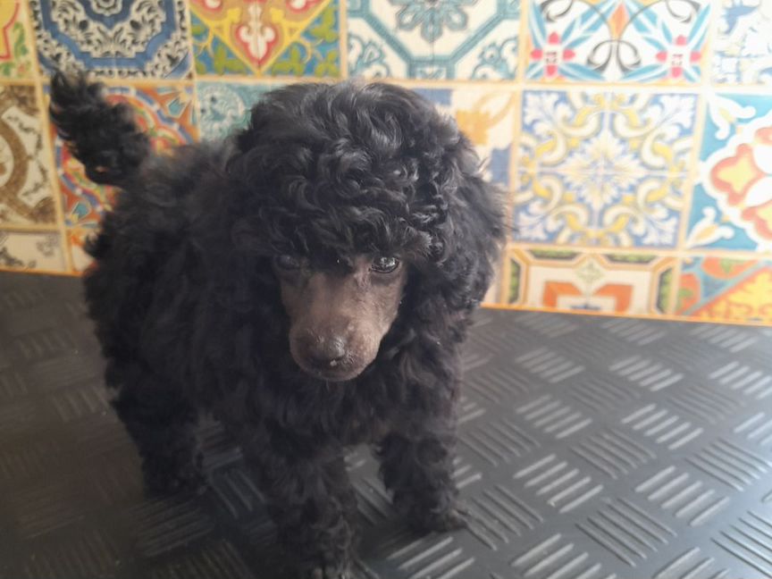 Щенок той пуделя