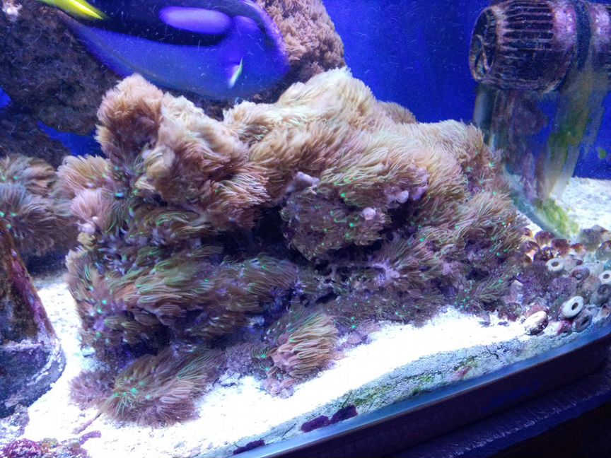 Живые камни с кораллом Clavularia для рифа и моря