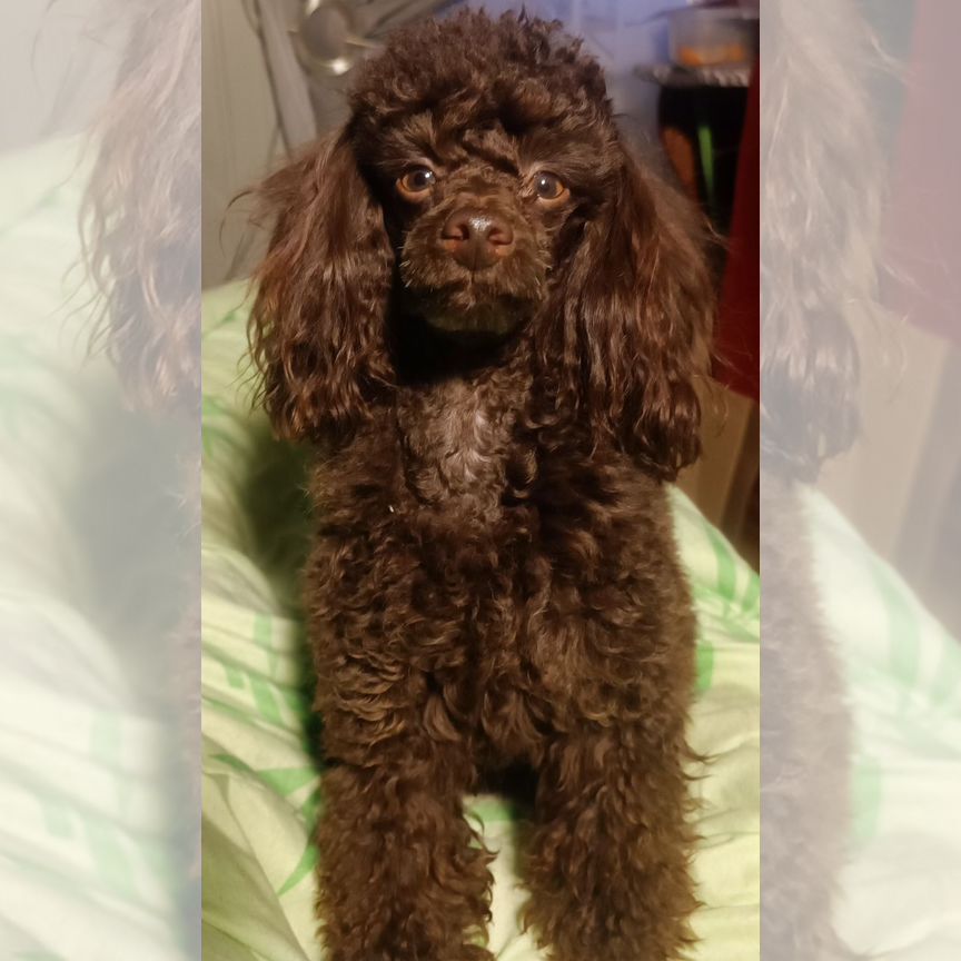 Той-пудель вязка