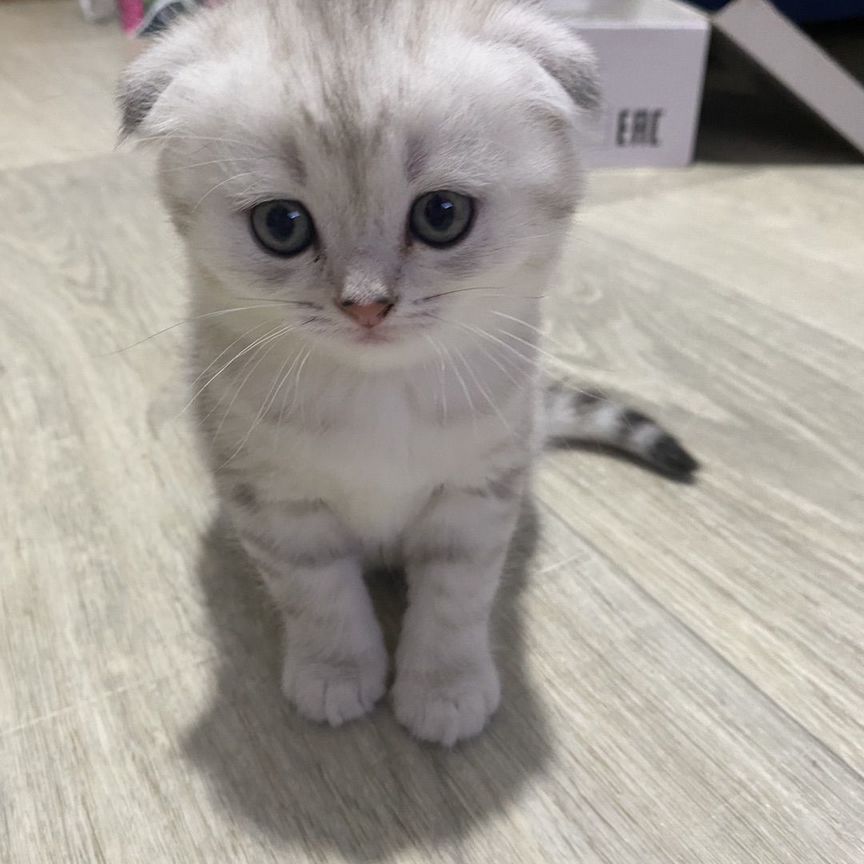 Котята шотладнцы