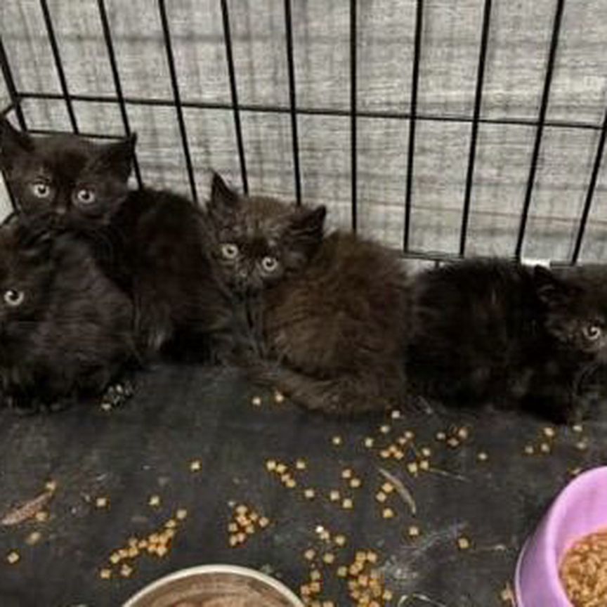 Маленькие черные котята в добрые руки