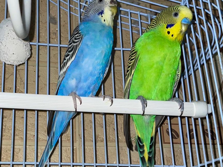 Волнистый попугай с клеткой