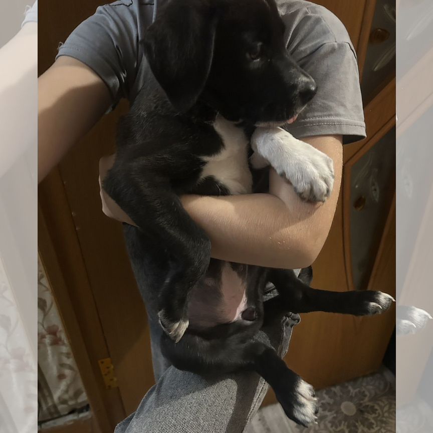 Щенок в добрые руки