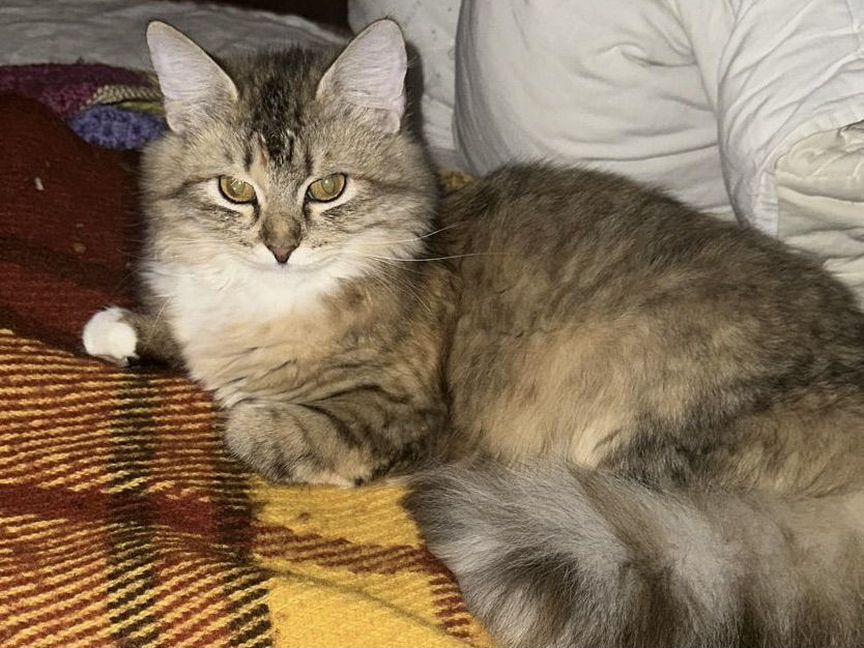 Потерялась кошка котенок