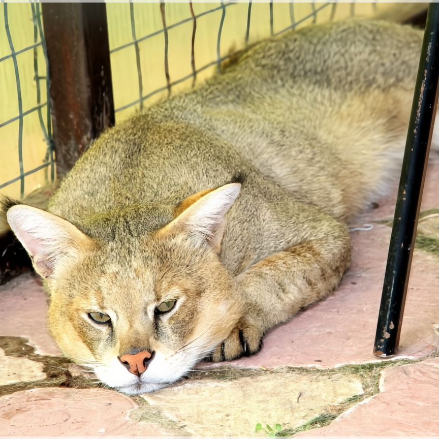 Чаузи котёнок