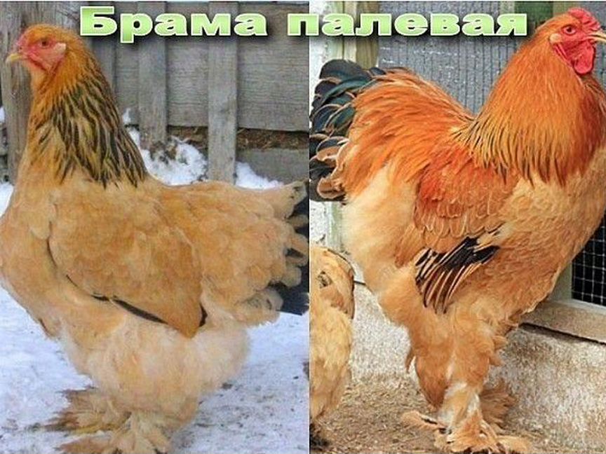 Брама петухи(природные)