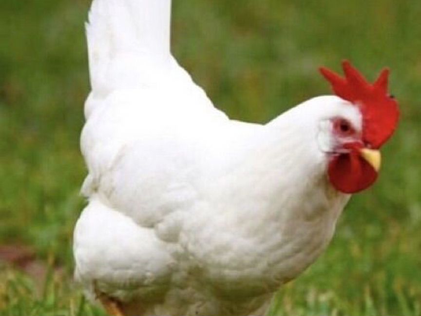 Продам кур