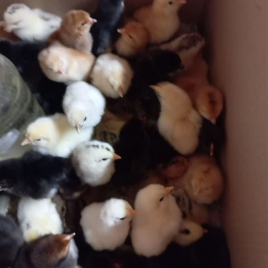 Цыплята несушки