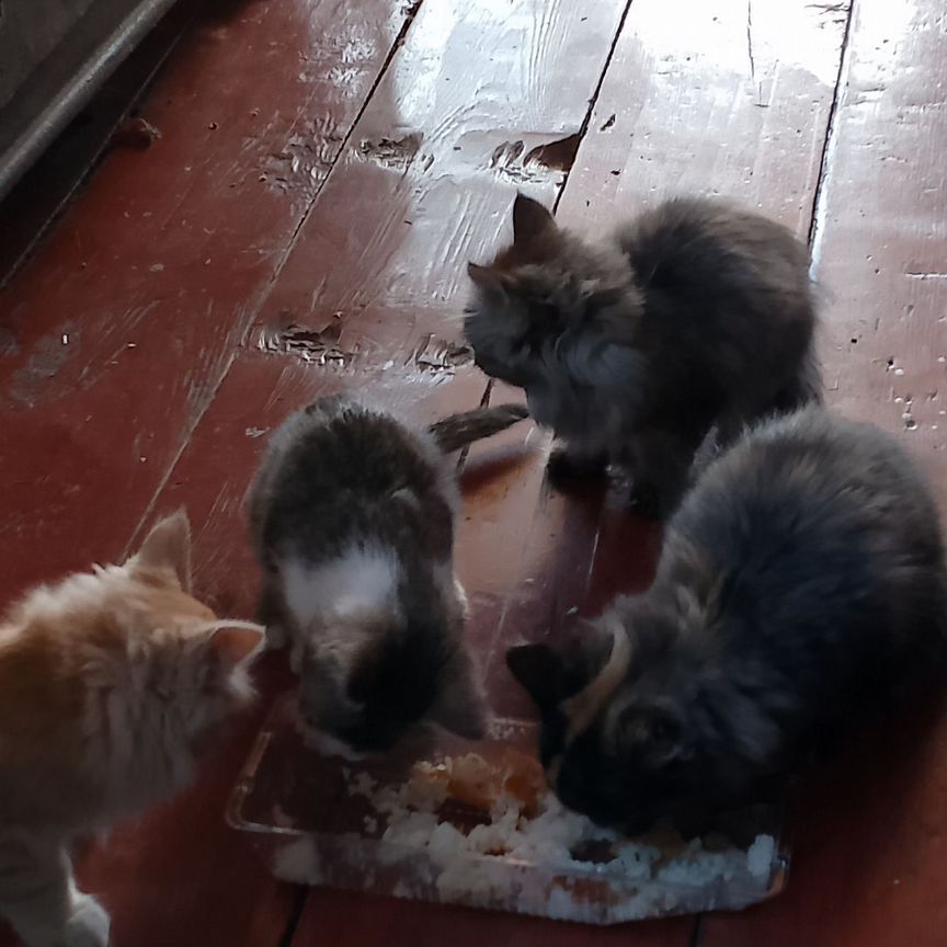 Котята в добрые руки