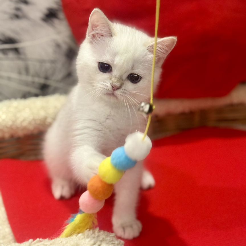 Британский короткошёрстный котёнок