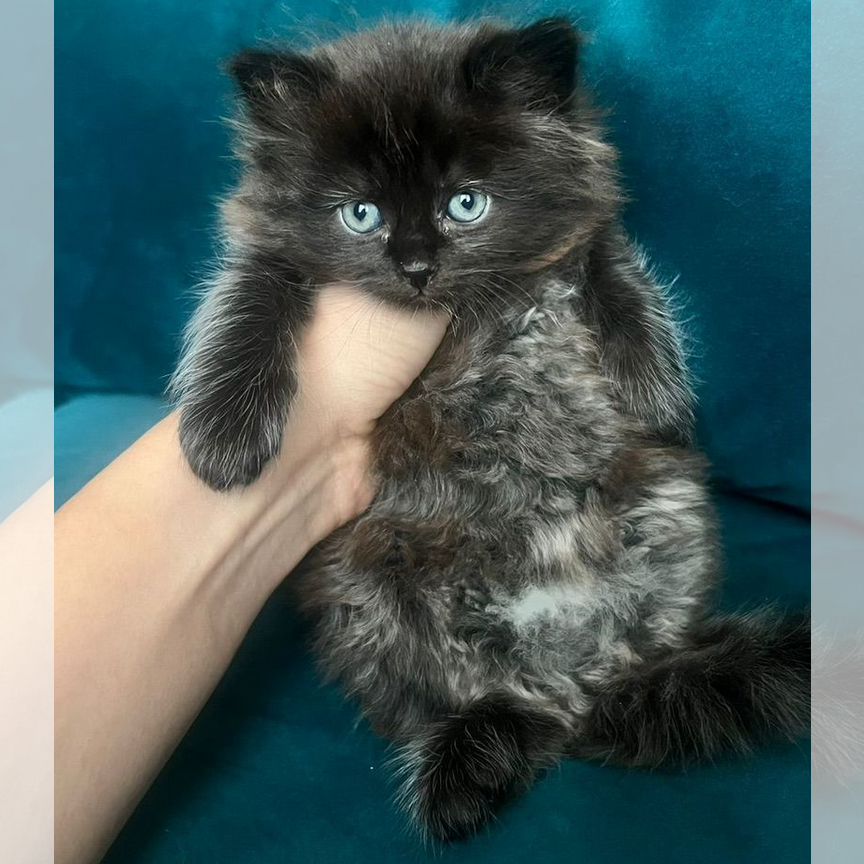 Черные котята в добрые руки