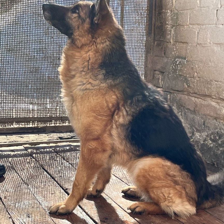 Немецкая овчарка, взрослая собака