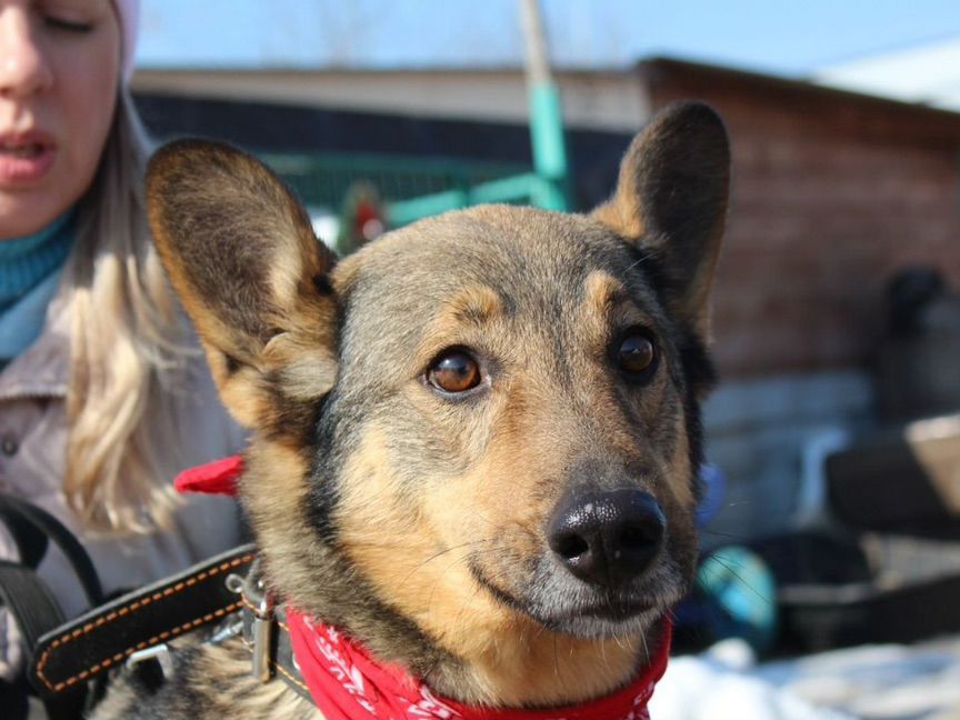 Собака из приюта