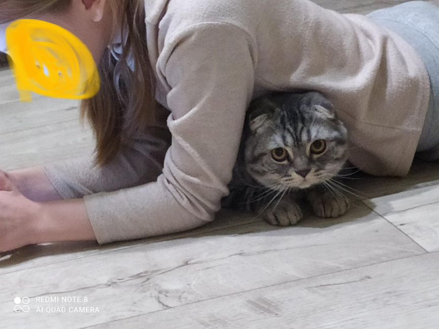 Шотландский кот вязка