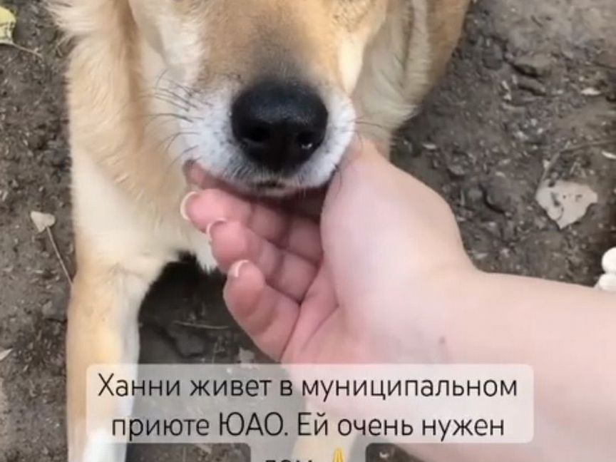 Подарите зиму в тепле собака в добрые руки