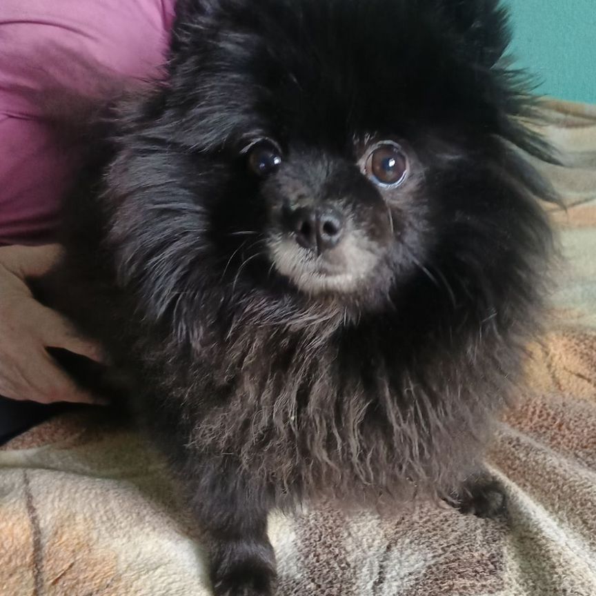 Померанский шпиц, взрослая собака