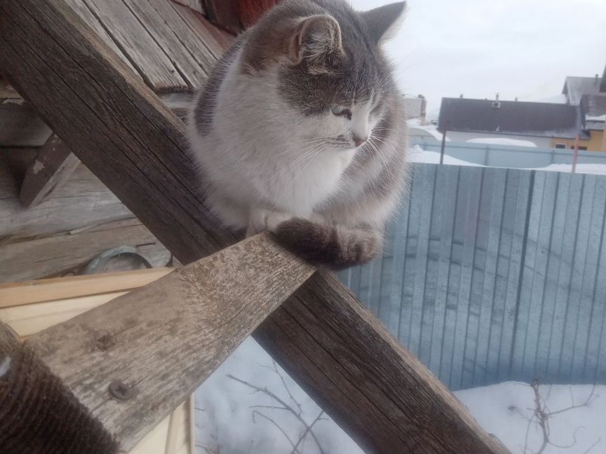 Кошки мышеловки