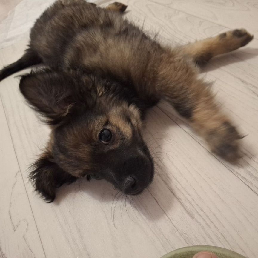 Щенок в добрые руки