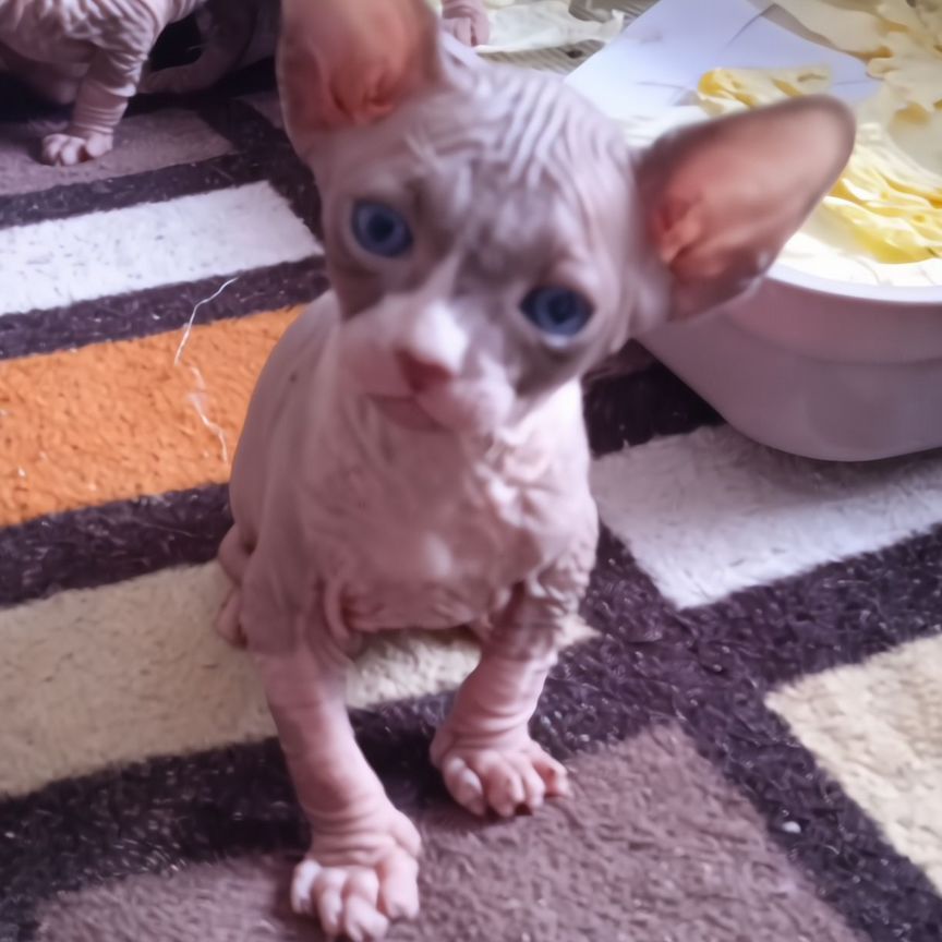 Канадский сфинкс котёнок