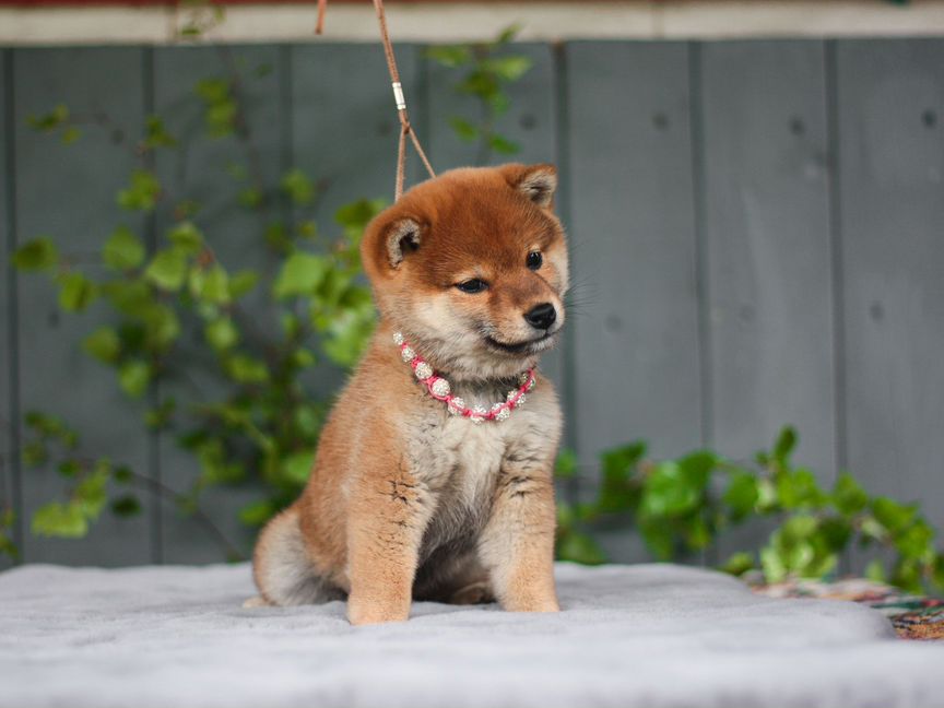 Девочка Сиба-ину