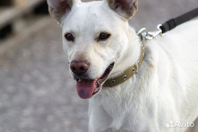 Собачка Лара в добрые руки