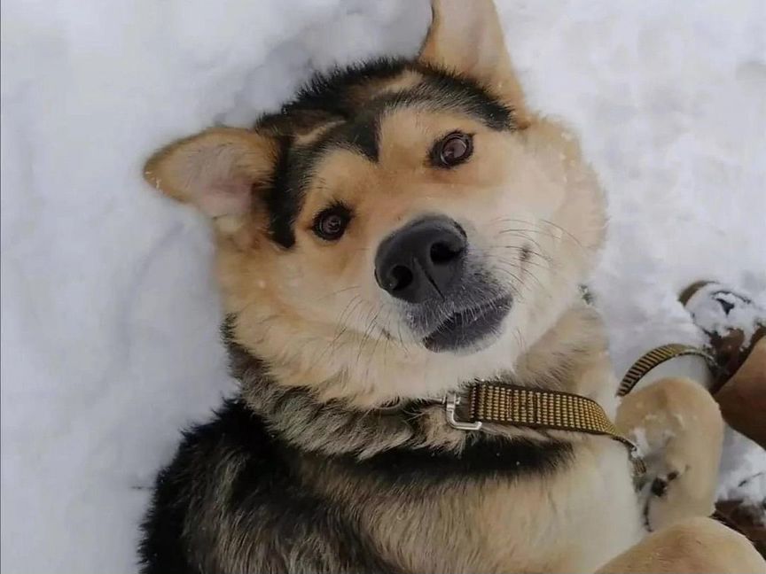 Собака в добрые руки