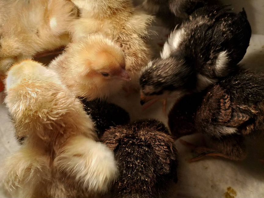 Цыплята двухнедельные