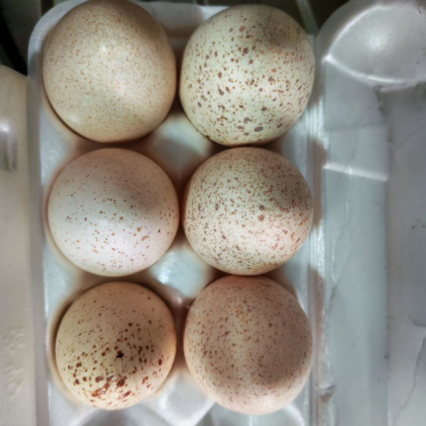 Инкубационное яйцо индейки