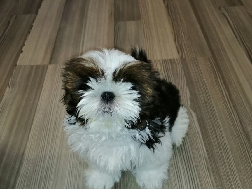 Щенки ши-тцу