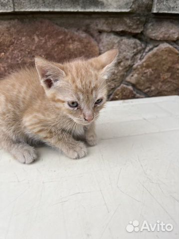 4 рыжих котенка в добрые руки