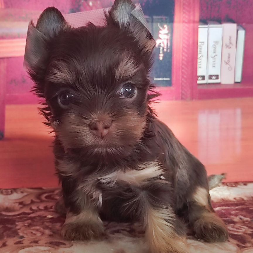 Йоркширский терьер, щенок