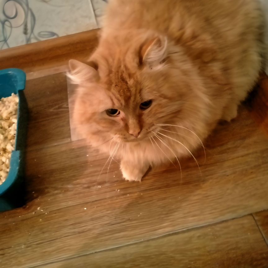 Взрослый кот в добрые руки